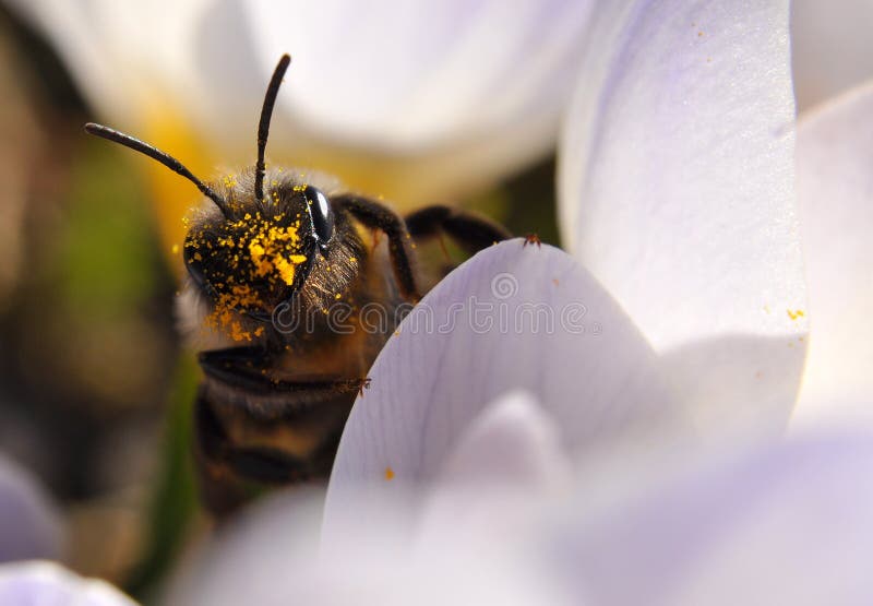 Happ-bee stock image. Image of pollen, small, spring, collecting - 8844877