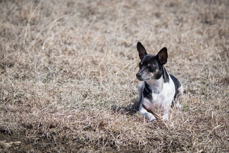 Happy Dog with Stick in Yard Stock Image - Image of country, outside ...