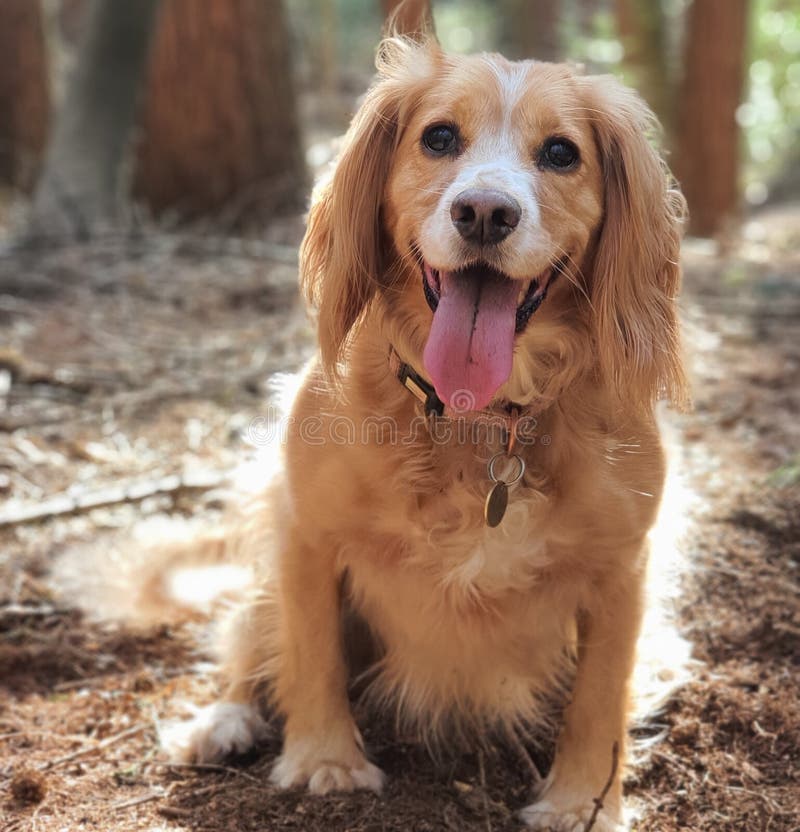 Happiest dog ever stock photo. Image of mammal, happiest - 187557956