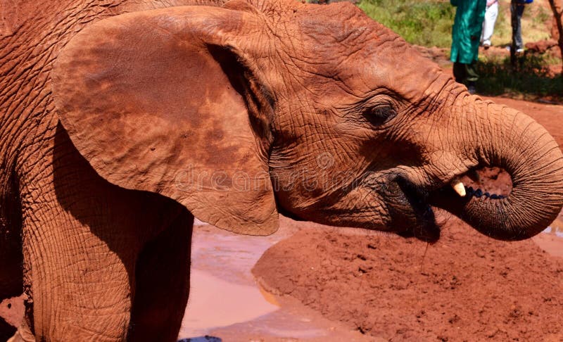 Happiest elephant ever! stock photo. Image of happiest - 89559072