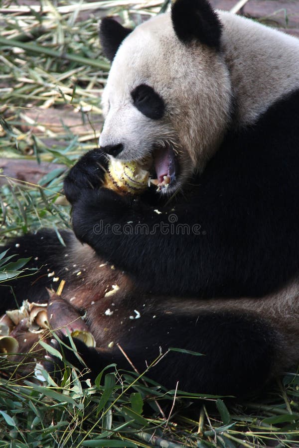 Happily chewing stock photo. Image of animal, grass, asia - 40557084