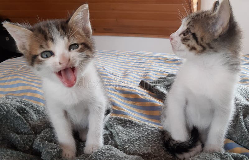 Happiness Cats always Smile Stock Photo - Image of smile, happiness ...