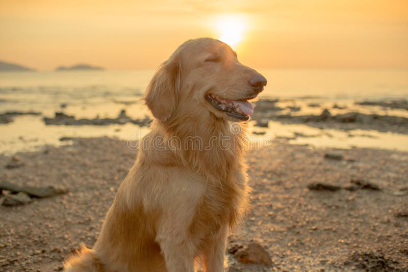 Happiness dog with sunset stock photo. Image of outdoor - 41410918