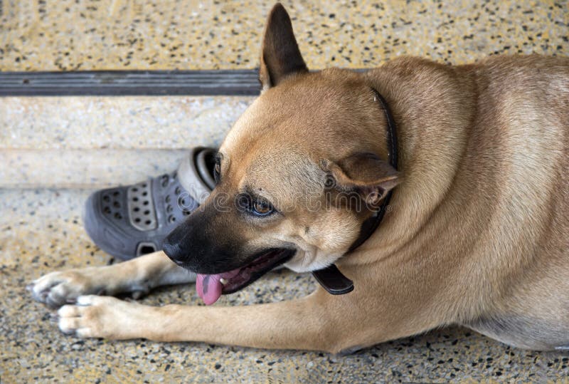 Happiness of the dogs stock photo. Image of companion - 60941236