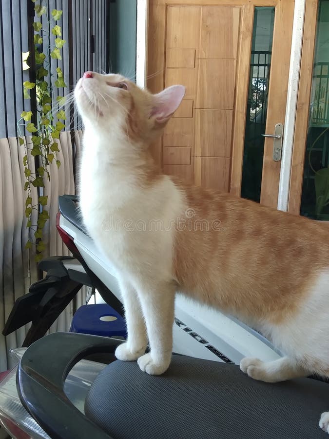 Happiness is having a cat stock photo. Image of happiness - 262403936