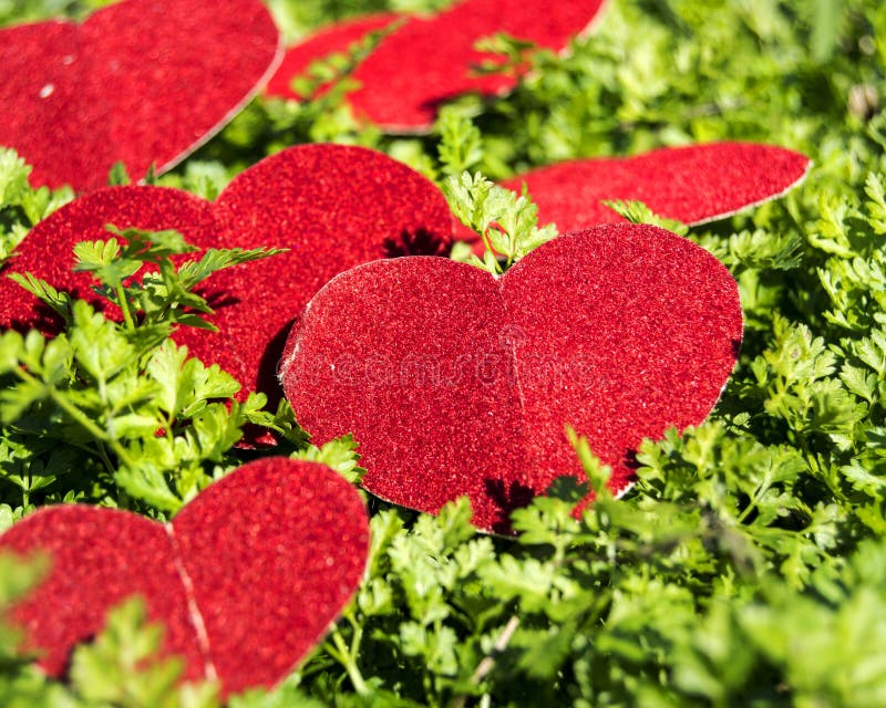 Red Heart in the Spring Flowers Stock Photo - Image of maytradition ...