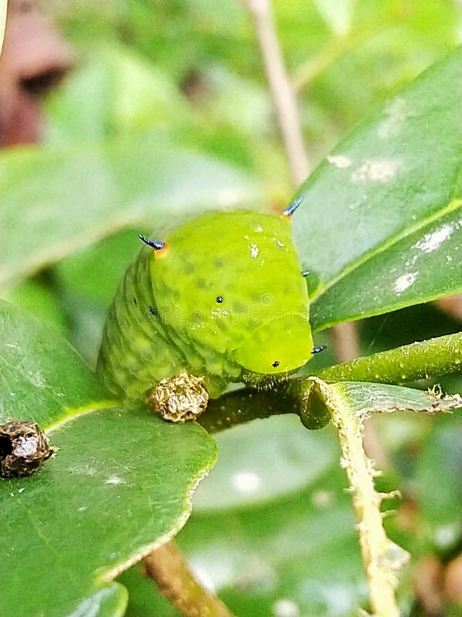 Happiness silkworm face stock image. Image of produce - 208859613