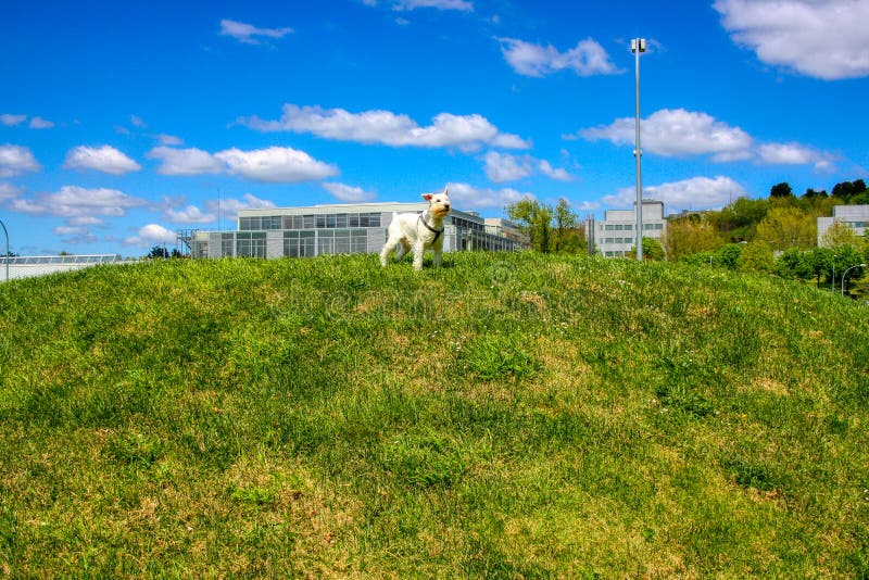 Happy Active Dog. a Happy Dog Playing Outdoors. Stock Image - Image of ...