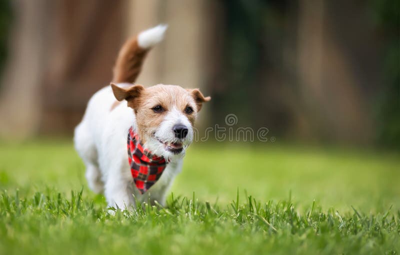 Happy Active Dog Running Grass Puppy Hyperactivity Stock Photos - Free ...
