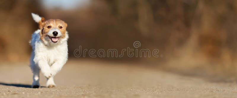 Playful Active Pet Dog Playing with a Toy Stock Image - Image of face ...