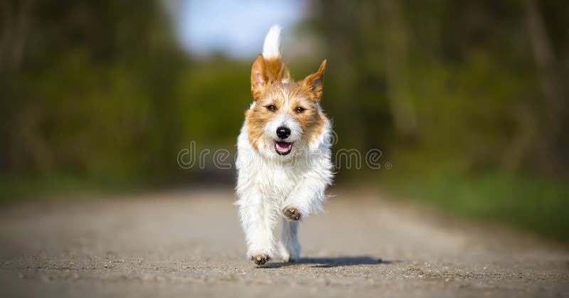 Happy Active Dog Running, Puppy Hyperactivity Banner Stock Photo ...