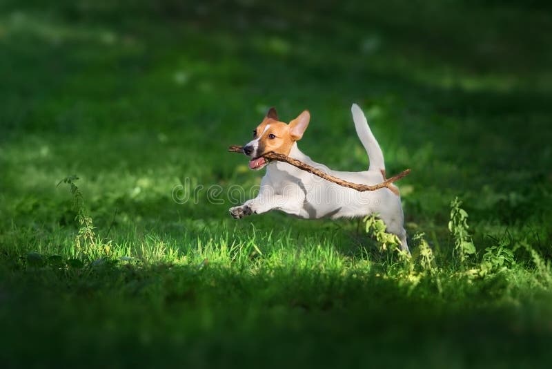 Jack russel dog jump stock image. Image of action, russel - 234113145