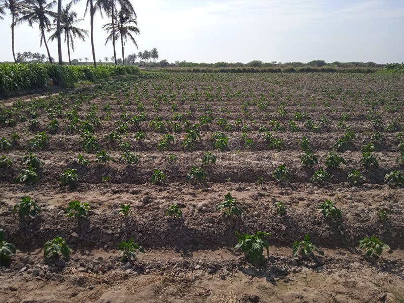Happy Agriculture Farming Field Greenery Stock Photo - Image of produce ...