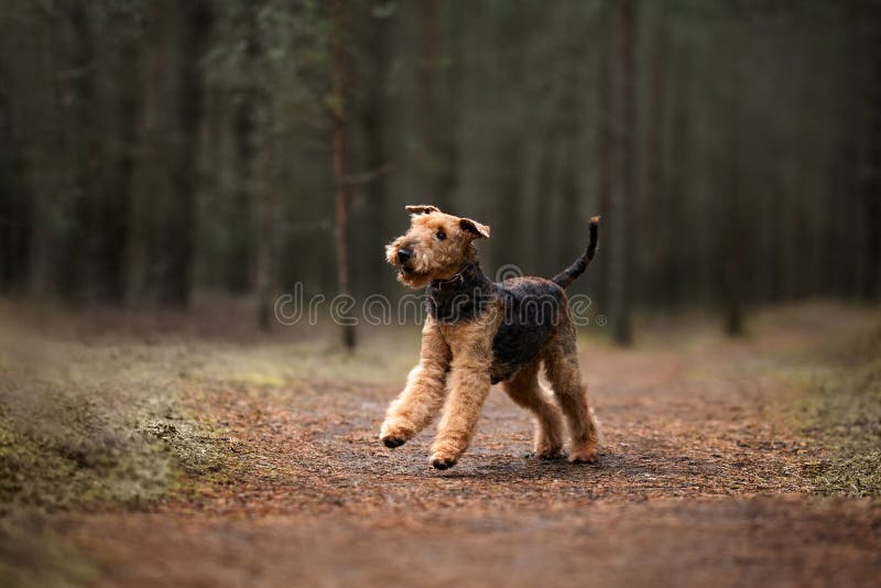 Happy Airedale Terrier Dog Running through the Forest Stock Image ...