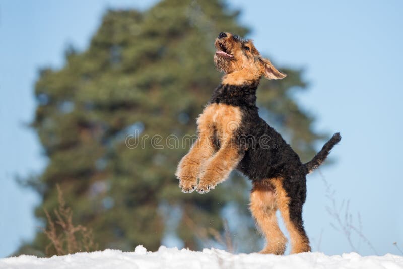 Happy Airedale Terrier Puppy Outdoors in Winter Stock Photo - Image of ...