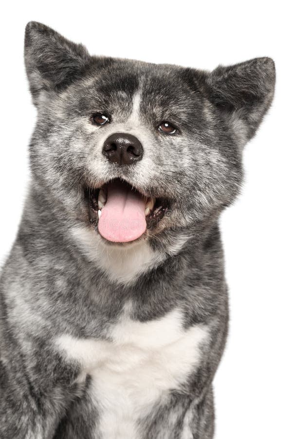 285 Akita Teeth Stock Photos - Free & Royalty-Free Stock Photos from ...