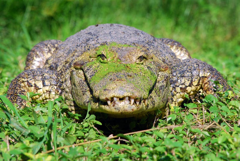 The happy alligator stock image. Image of vegetation - 21649555