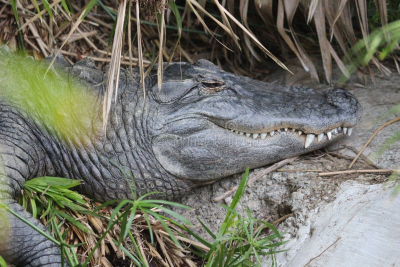 Smiling Gator in the Sun stock photo. Image of face - 139592120