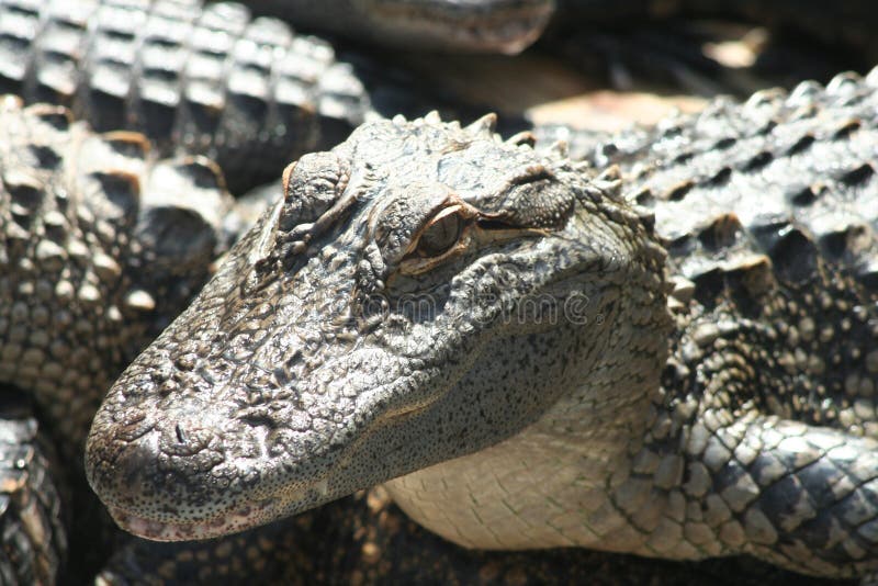 The happy alligator stock image. Image of vegetation - 21649555