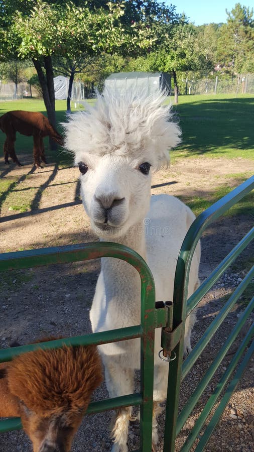 Happy Alpaca stock image. Image of happy, close, white - 83520111