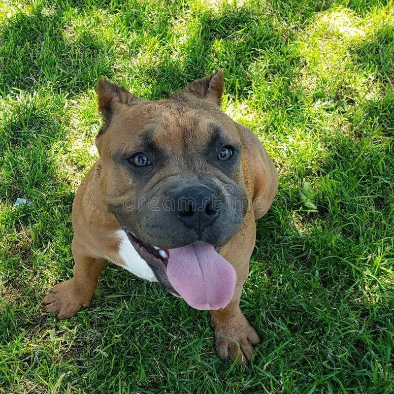 Happy American bully stock photo. Image of puppy, american - 220731536