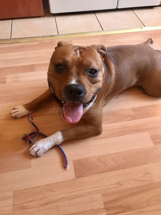 Happy Amstaff stock photo. Image of playtime, doggy, playfull - 95899000