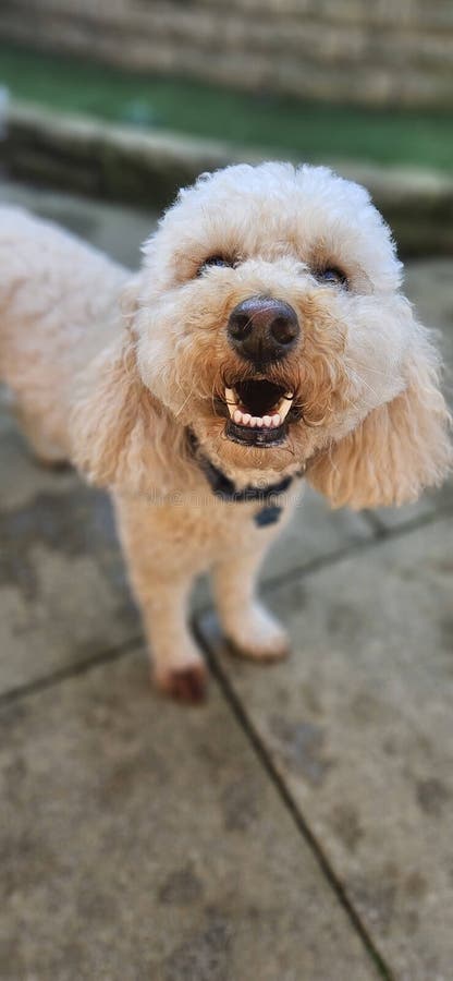 Happy Apricot Cockpoo Stock Photos - Free & Royalty-Free Stock Photos ...