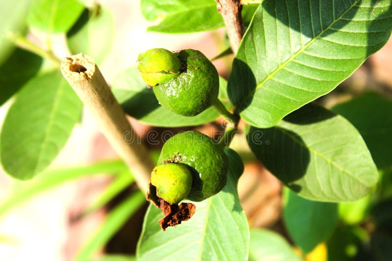 Guava Plantation stock image. Image of plantation, organic - 35900197