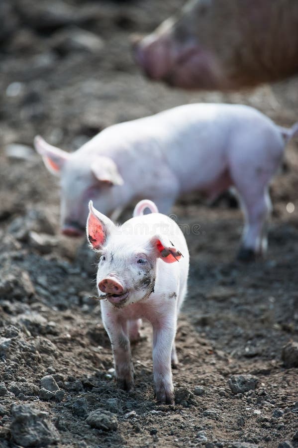 Cute baby pig stock image. Image of agriculture, outdoor - 13836931