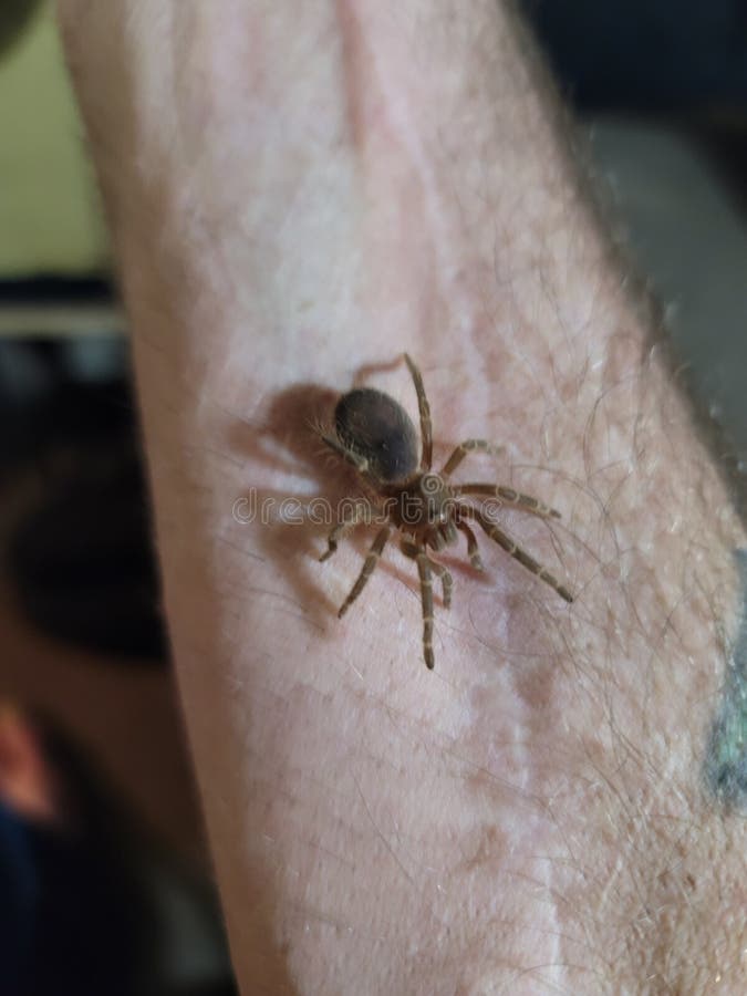 Happy Baby Spider stock photo. Image of nose, skin, invertebrate ...