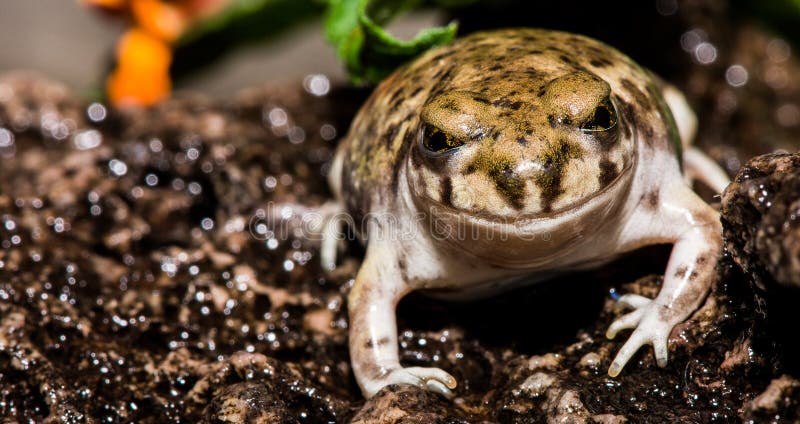 Happy Backyard Toad stock image. Image of close, toad - 47814001