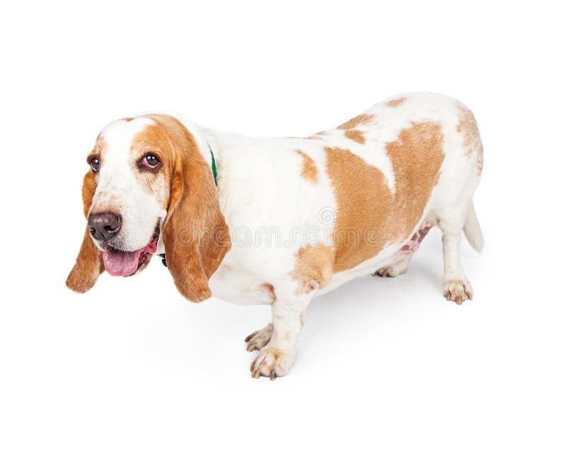 Happy Basset Hound Dog Side View Stock Image - Image of happy, space ...