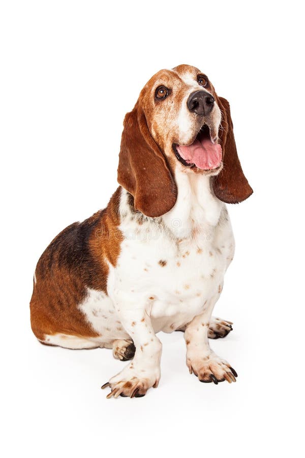 Happy Basset Hound Dog Smiling with Open Mouth Stock Photo - Image of ...