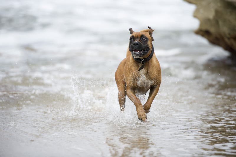 Happy beach boxer stock image. Image of friend, breed - 27582453
