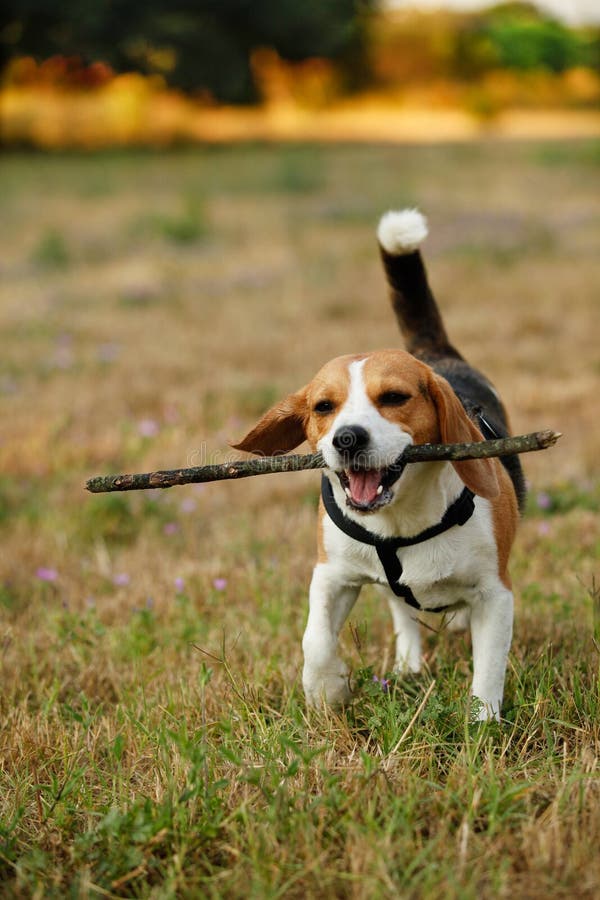 Happy beagle stock photo. Image of adorable, paws, animal - 20122624