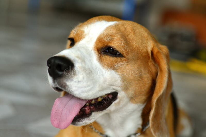 Happy beagle stock photo. Image of laughter, black, long - 50901298