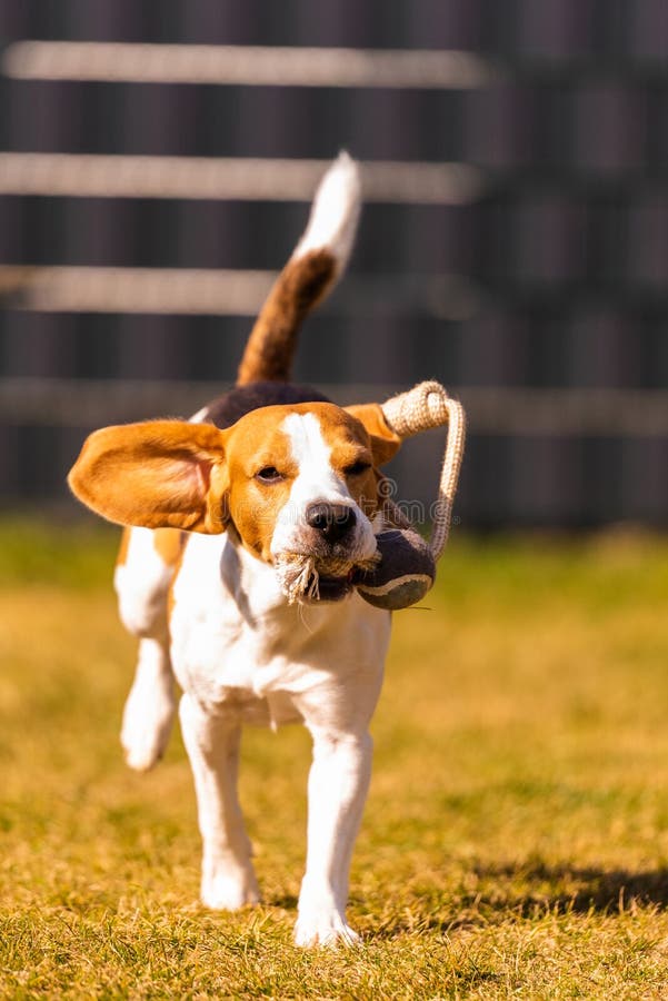 Happy Beagle Dog Running with Flying Ears Towards Camera Stock Photo ...
