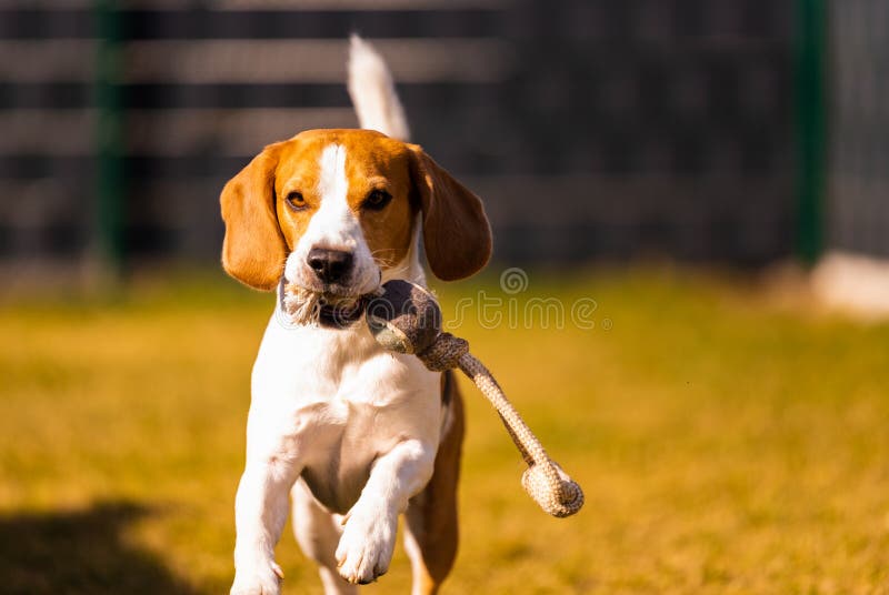 Happy Beagle Dog Running with Flying Ears Towards Camera Stock Photo ...