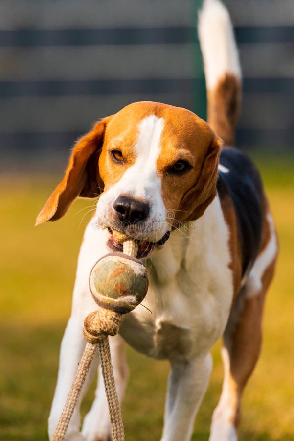 Happy Beagle Dog Running with Flying Ears Towards Camera Stock Photo ...