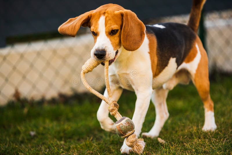 Happy Beagle Dog Running with Flying Ears Towards Camera Stock Photo ...