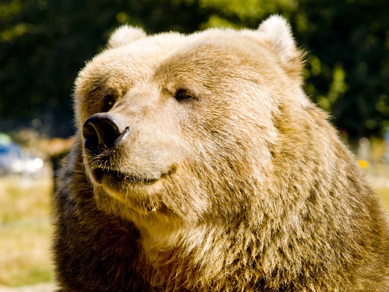 Happy Grizzly Bear