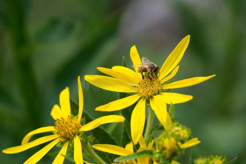 A Happy Bee on a Cheerful Yellow Daisy Stock Photo - Image of green ...