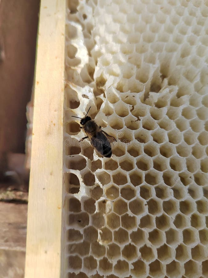 Happy bee stock image. Image of animal, rest, honeycomb - 247689491