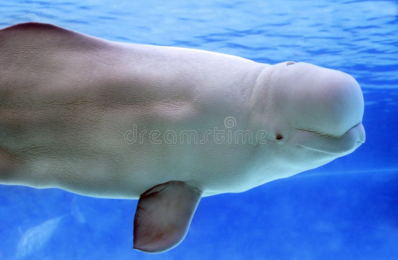 Happy Beluga Whale stock photo. Image of perform, mammal - 21294440