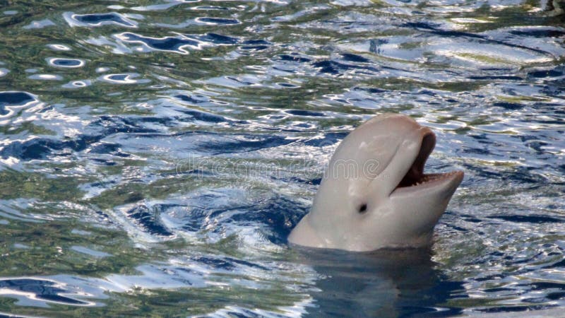 Blue Whale Talking Stock Photos - Free & Royalty-Free Stock Photos from ...