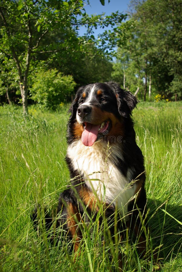 Happy Bernese Mountain Dog stock image. Image of bernese - 15878785
