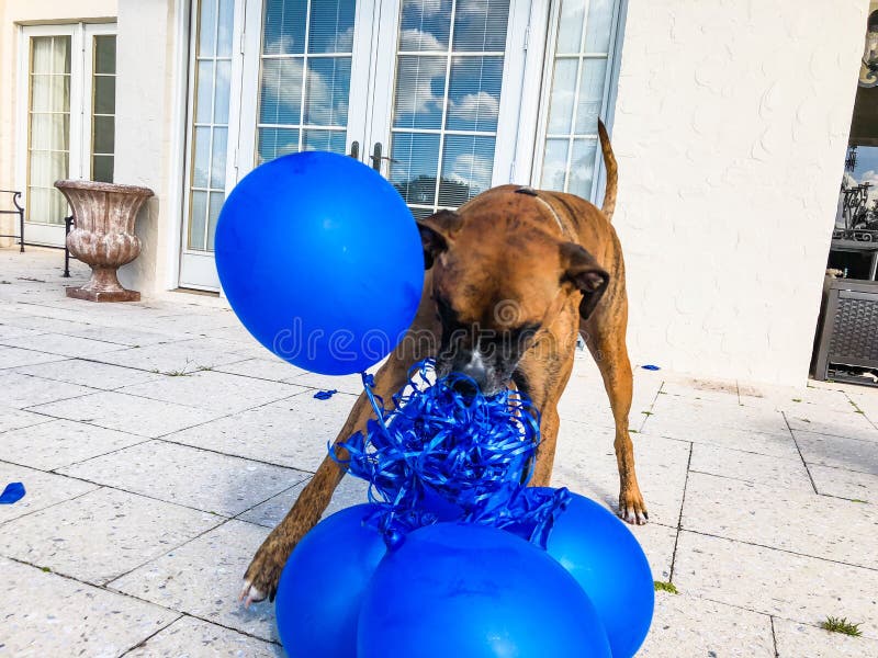 Happy Big Dog Plays with a Balloon Stock Image - Image of beach ...