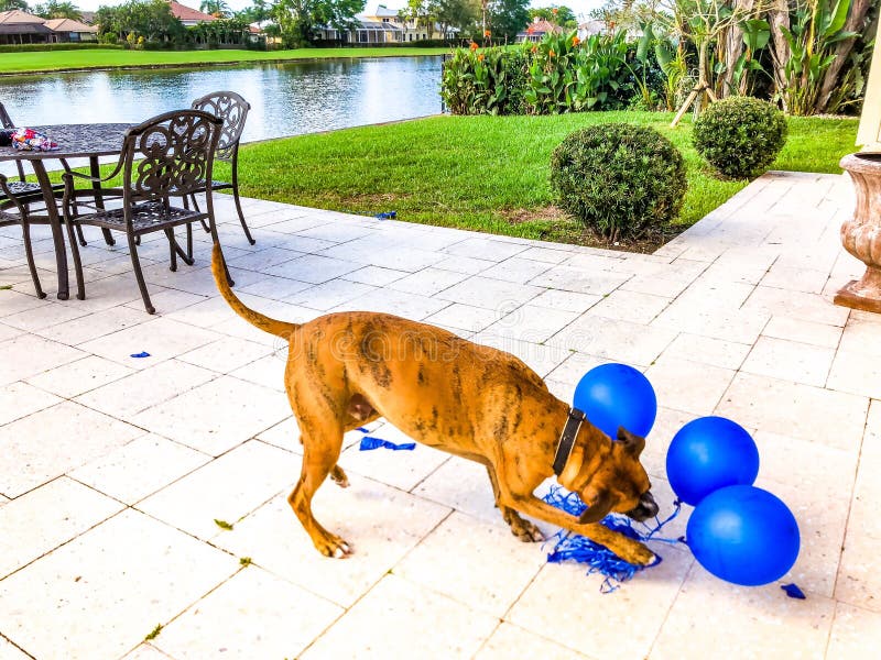 Happy Big Dog Plays with a Balloon Stock Photo - Image of earth, love ...