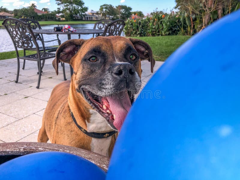 Happy Big Dog Plays with a Balloon Stock Image - Image of lifestyle ...