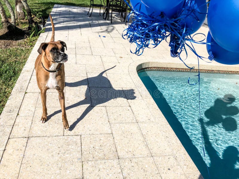 Happy Big Dog Plays with a Balloon Stock Photo - Image of cute ...